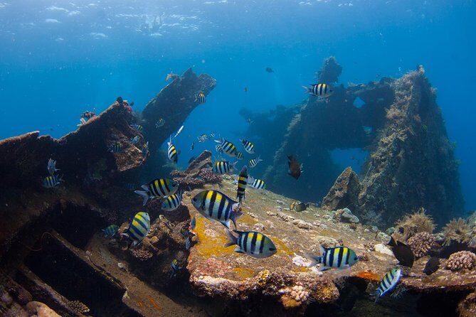 USS Liberty Shipwreck Scuba Diving at Tulamben Bali - What You’ll Experience on the Tour