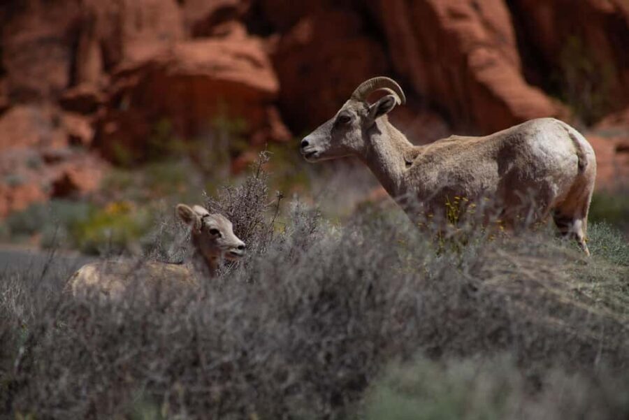 Valley of Fire Guided Hiking Tour & Mojave Desert Adventure - Why This Tour Offers Good Value