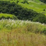 Valley Of Flowers Trek - Who Should Consider This Tour?