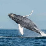 Vancouver, BC: Whale Watching Tour Small Zodiac with Guide - The Value of the Experience