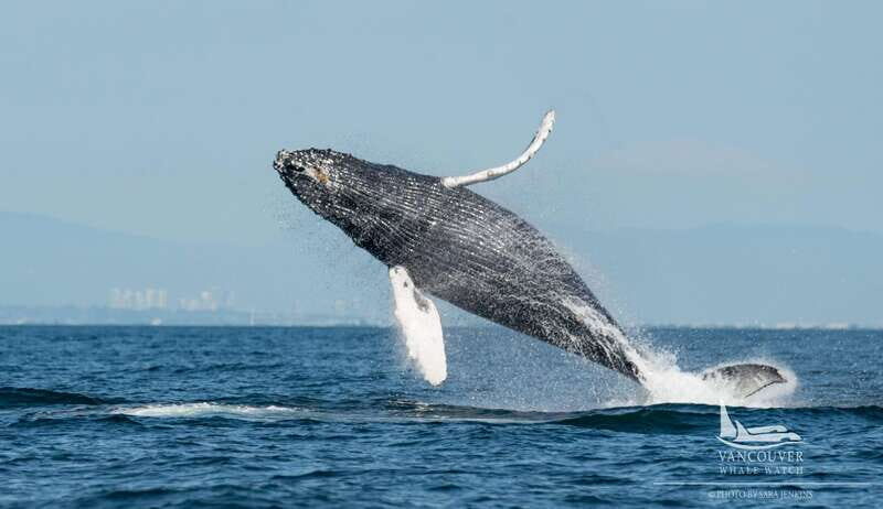 Vancouver, BC: Whale Watching Tour Small Zodiac with Guide - The Value of the Experience