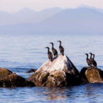 Vancouver, BC: Whale Watching Tour with Guide - Authentic Experiences in Every Review