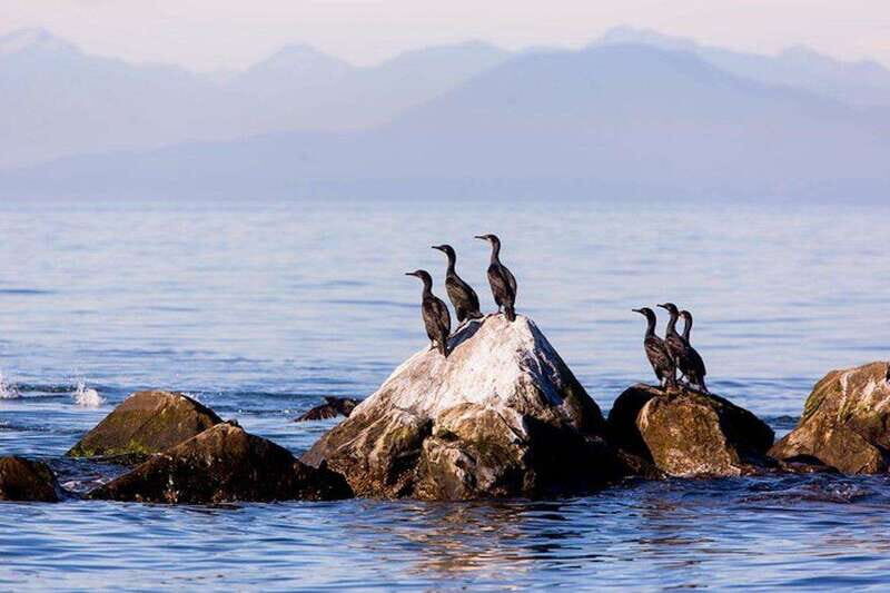 Vancouver, BC: Whale Watching Tour with Guide - Authentic Experiences in Every Review