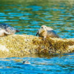 Vancouver: City and Seal Boat Tour - Who Will Appreciate This Tour?