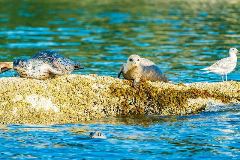 Vancouver: City and Seal Boat Tour - Who Will Appreciate This Tour?