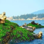 Vancouver City and Seals Scenic Boat Tour by Vancouver Water Adventures - Detailed Itinerary Breakdown