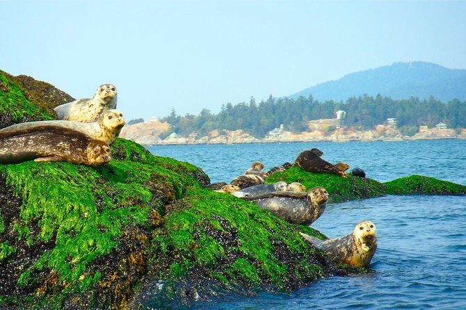Vancouver City and Seals Scenic Boat Tour by Vancouver Water Adventures - Detailed Itinerary Breakdown