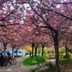 Vancouver City Tour with Cherry Blossom Festival Private - Who Is This Tour Best For?