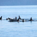 Vancouver: Covered Whale Watching Adventure with Free Photos - The Real Value of This Tour