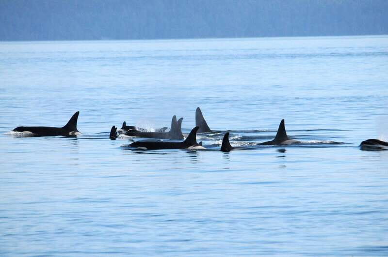 Vancouver: Covered Whale Watching Adventure with Free Photos - The Real Value of This Tour