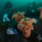 Vancouver: Discover the Best SCUBAdiving Sites by Boat - The Itinerary and What to Expect