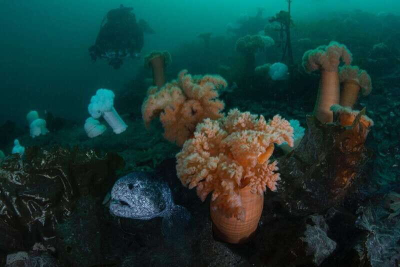 Vancouver: Discover the Best SCUBAdiving Sites by Boat - The Itinerary and What to Expect