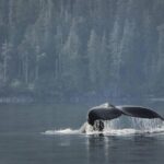 Vancouver Island Half-Day Whale Watching Tour - Telegraph Cove - The Complete Breakdown of the Experience
