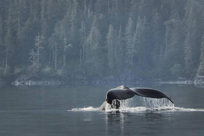 Vancouver Island Half-Day Whale Watching Tour - Telegraph Cove - The Complete Breakdown of the Experience