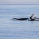 Vancouver Island: Whale Watching Tour - Itinerary and Experience Breakdown