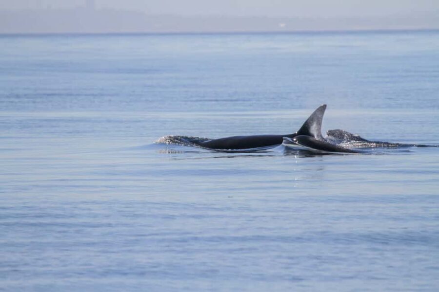 Vancouver Island: Whale Watching Tour - Itinerary and Experience Breakdown