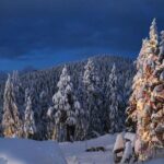 Vancouver Perfect Day Tour Grouse Mountain`& Capilano Suspention Bridge Private - The Practical Side: Comfort, Value, and Experience