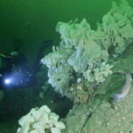 Vancouver: Scuba Boat Dive in Horseshoe Bay - What Makes This Dive Trip Stand Out