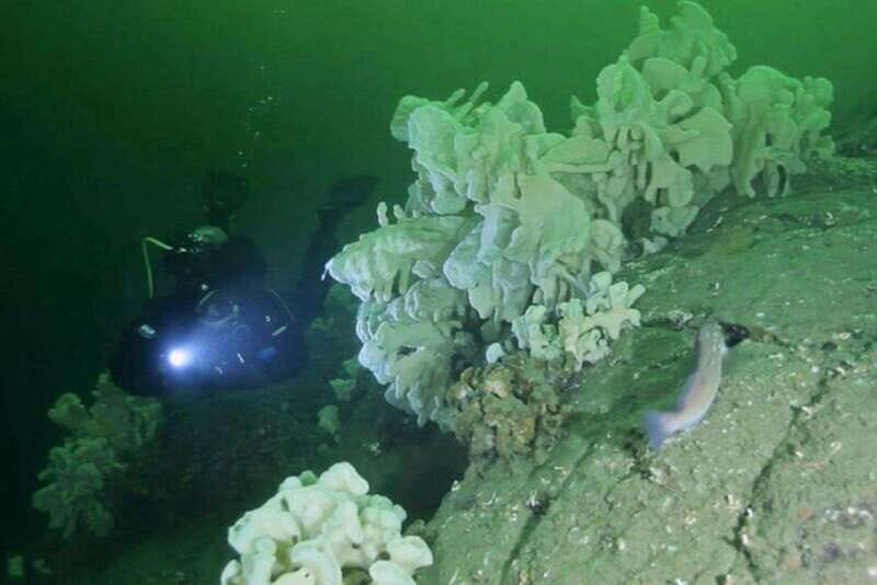 Vancouver: Scuba Boat Dive in Horseshoe Bay - What Makes This Dive Trip Stand Out