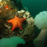 Vancouver: Scuba Dive Boat Charter - An In-Depth Review of the Itinerary