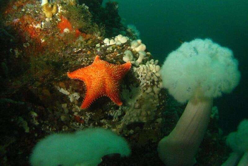 Vancouver: Scuba Dive Boat Charter - An In-Depth Review of the Itinerary