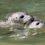 Vancouver: Snorkel, Kayak, and Seal Adventure Boat Tour - An Authentic, Well-Organized Water Adventure
