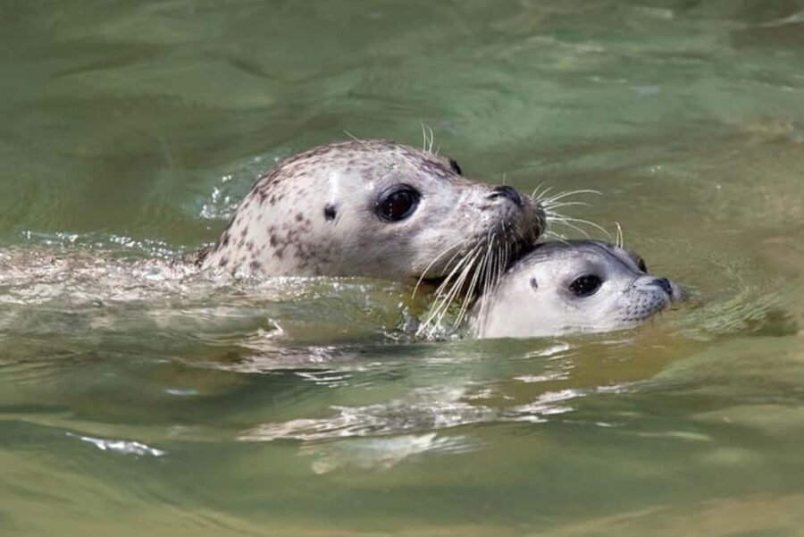 Vancouver: Snorkel, Kayak, and Seal Adventure Boat Tour - An Authentic, Well-Organized Water Adventure