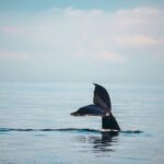 Vancouver Sunset Whale Watching Adventure with Free Photos - The Wildlife Encounters: Authentic and Memorable