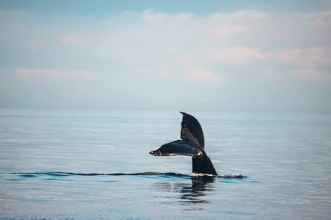 Vancouver Sunset Whale Watching Adventure with Free Photos - The Wildlife Encounters: Authentic and Memorable