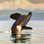 Vancouver to Victoria Seaplane Day Trip + Whale Watching by Boat - What We Love About This Tour