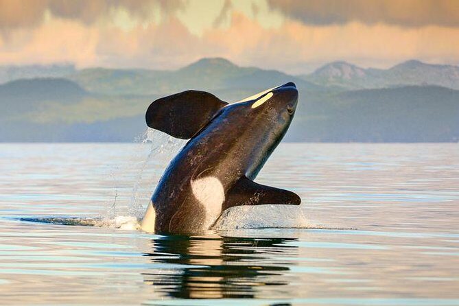 Vancouver to Victoria Seaplane Day Trip + Whale Watching by Boat - What We Love About This Tour