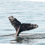 Vancouver Whale Watching Safari - An Honest Look at the Vancouver Whale Watching Safari