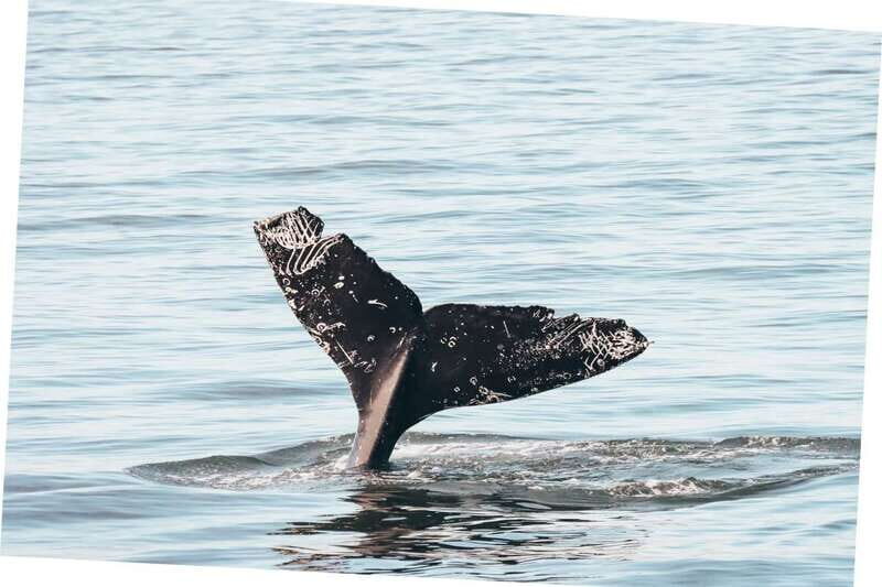 Vancouver Whale Watching Safari - An Honest Look at the Vancouver Whale Watching Safari
