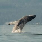 Vancouver: Zodiac Whale Watching Tour from Granville Island - Practicalities and Tips