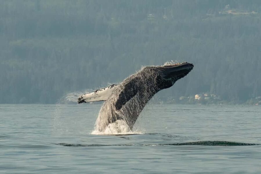 Vancouver: Zodiac Whale Watching Tour from Granville Island - Practicalities and Tips