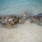 Vanuatu Cultural Village, Waterfalls, Turtles and Blue Lagoon - What’s Included and How It All Comes Together