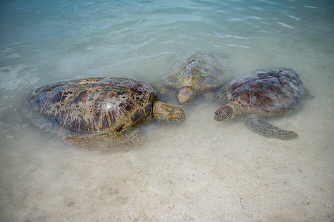 Vanuatu Cultural Village, Waterfalls, Turtles and Blue Lagoon - What’s Included and How It All Comes Together