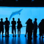 Veracruz: Panoramic Sightseeing City Tour and Aquarium - What You’ll Experience at the Aquarium