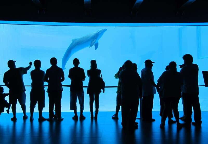 Veracruz: Panoramic Sightseeing City Tour and Aquarium - What You’ll Experience at the Aquarium