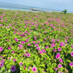 Veracruz: Snorkeling Adventure at Isla de En Medio - The Reality According to Reviews