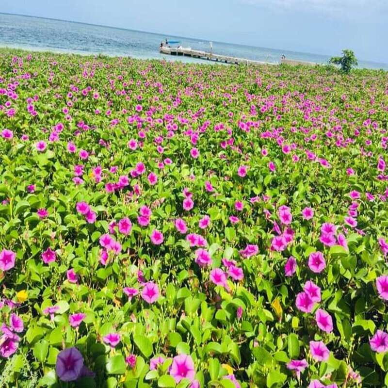 Veracruz: Snorkeling Adventure at Isla de En Medio - The Reality According to Reviews