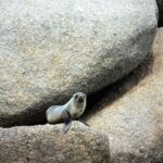 Victor Harbor: Southern Ocean Adventure Cruise with Guide - What to Expect on the Trip