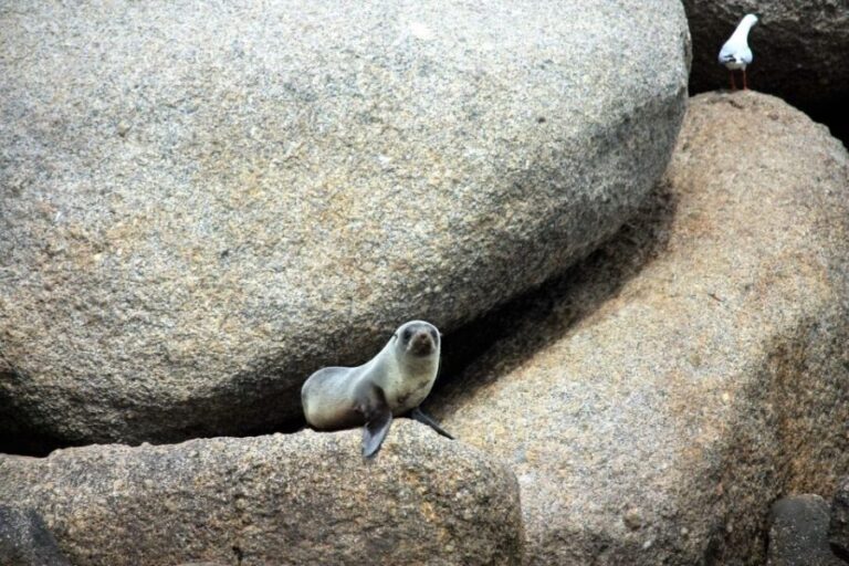 Victor Harbor: Southern Ocean Adventure Cruise with Guide - What to Expect on the Trip