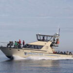 Victoria: 3-Hour Whale Watching Tour - The Authentic Experience: What Travelers Say