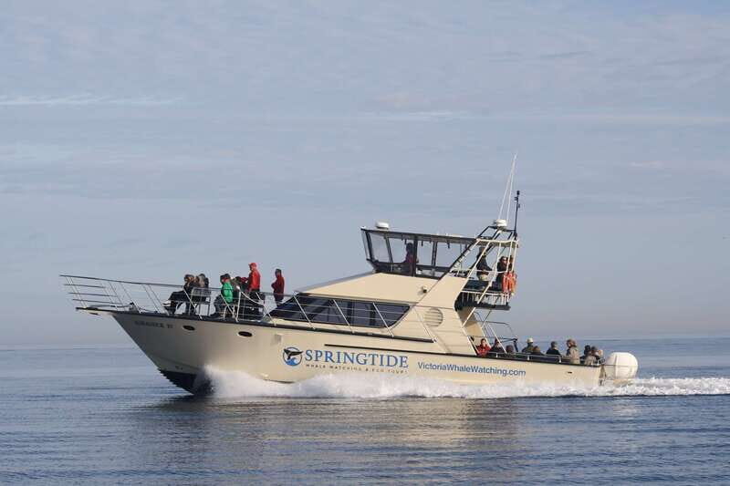 Victoria: 3-Hour Whale Watching Tour - The Authentic Experience: What Travelers Say