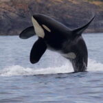 Victoria, BC: 3-Hour Ultimate Whale & Marine Wildlife Tour - Who This Tour Is Best For