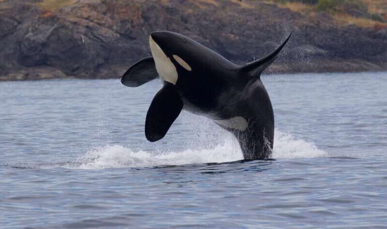 Victoria, BC: 3-Hour Ultimate Whale & Marine Wildlife Tour - Who This Tour Is Best For