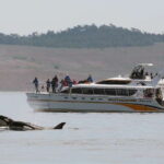 Victoria: Guided Wildlife-Watching Tour by Catamaran - Practical Tips for a Great Trip