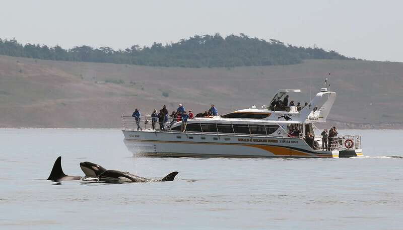 Victoria: Guided Wildlife-Watching Tour by Catamaran - Practical Tips for a Great Trip