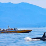 Victoria: Morning Whale-Watching Tour in Scarab Boat - Who’s This Tour Best For?
